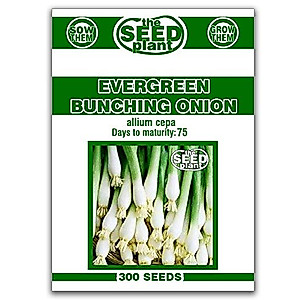 Evergreen Bunching Onion Seeds - 300 Seeds Non-GMO