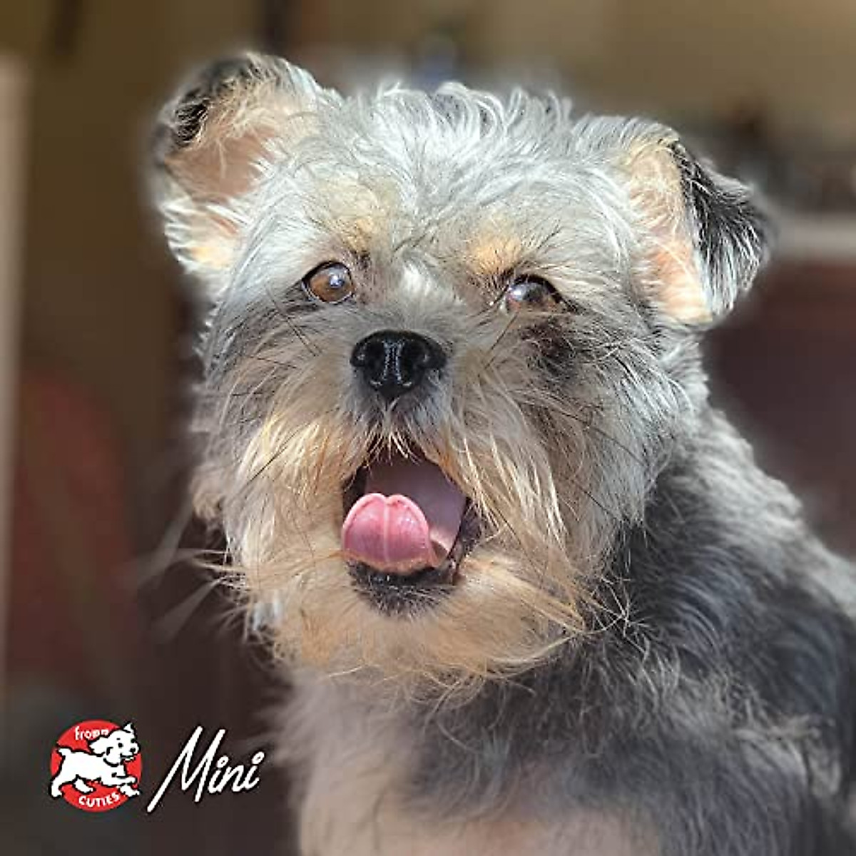 Fromm Four-Star Nutritionals Shredded Pork in Gravy Entrée Dog Food - Premium Wet Dog Food - Pork Recipe - Case of (12) 12 oz Cans