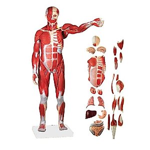 Wellden Product Anatomical Human Muscular Figure Model, 27-part, 1/2 Life Size, Numbered