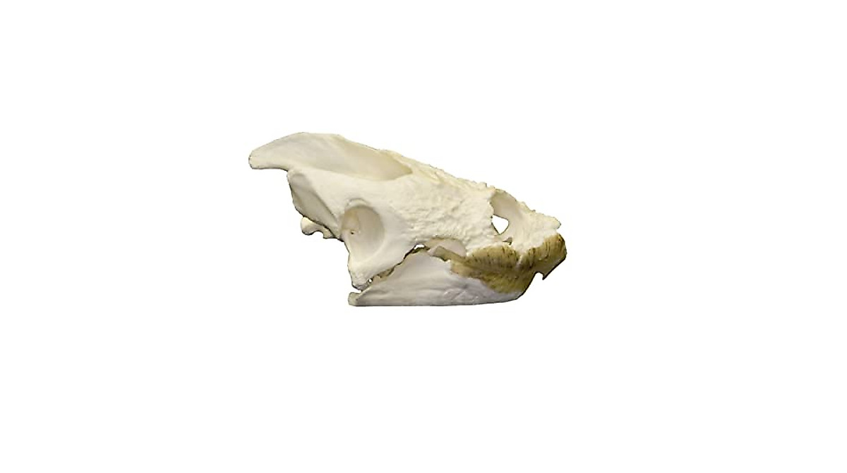Large Real Snapping Turtle Skull - Quality Specimen