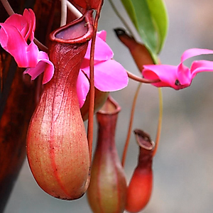 KOqwez33 Flower Garden Decoration 400Pcs/Bag Fast Growing Nepenthes Seeds Carnivorous Gorgeous Bonsai Garden Pitcher Plant Seeds for Balcony - Nepenthes Seeds