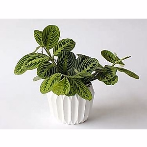 Hopewind Plants Shop- Lemon Lime Prayer Plant, Lemon Lime Maranta, Popular and Attractive houseplant, Gorgeous Live Indoor Plant, Easy to Care and Rare Variety Green Thumbs Up 4 inch Pot