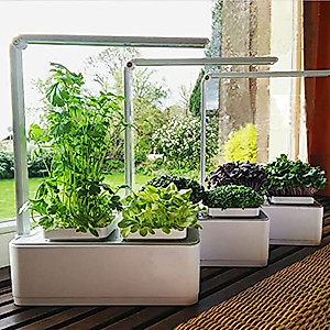 CheerGrow Hydroponics Growing System Smart Indoor Mini Garden Herb Kitchen Garden Kit with Built in LED Grow Light for Herbs/Vegetables/Flowers