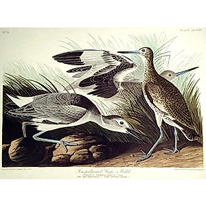 Semipalmated Snipe or Willet. From"The Birds of America" (Amsterdam Edition)