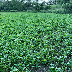 Antler King Booner Buffet Perennial Food Plot | 3 lb Bag Contains Two Varieties of Alfalfa Plus Clover & Chicory | Plants 1/4 Acre