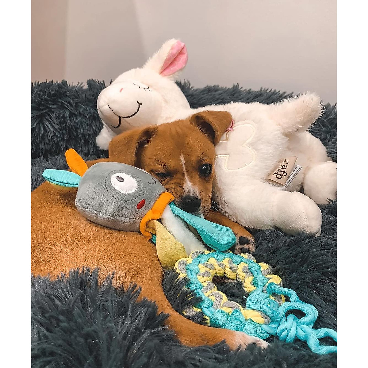 ALL FOR PAWS Heartbeat Replacement Soother Heartbeat Simulator for Puppy Sleep Aid Calming Plush Toys