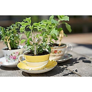 Vitality Oregano Essential Oil 5 ml by Young Living - Immune Support , Digestive-Cleansing , Antioxidants , Overall Wellness , Healthy Immune System , Cooking Essential , Fresh Herbal Note