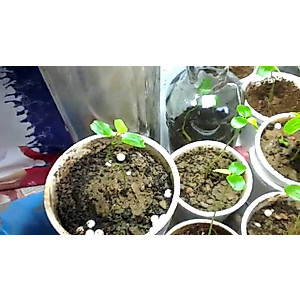 1187-Red Holly Winter Berry (Ilex verticillata) Seeds by Robsrareandgiantseeds UPC0764425788317 Non-GMO,Organic,USA Grower,Bonsai,1187 Package of 7 Seeds