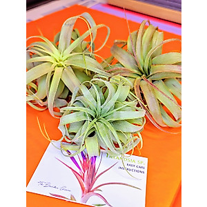 Small Air Plants - 1 Streptophylla Hybrid - 2 to 4 Inch Air Plant - Color & Form Varies by Season - 30 Day Guarantee on Tillandsia from The Drunken Gnome (1, Small 2-4")