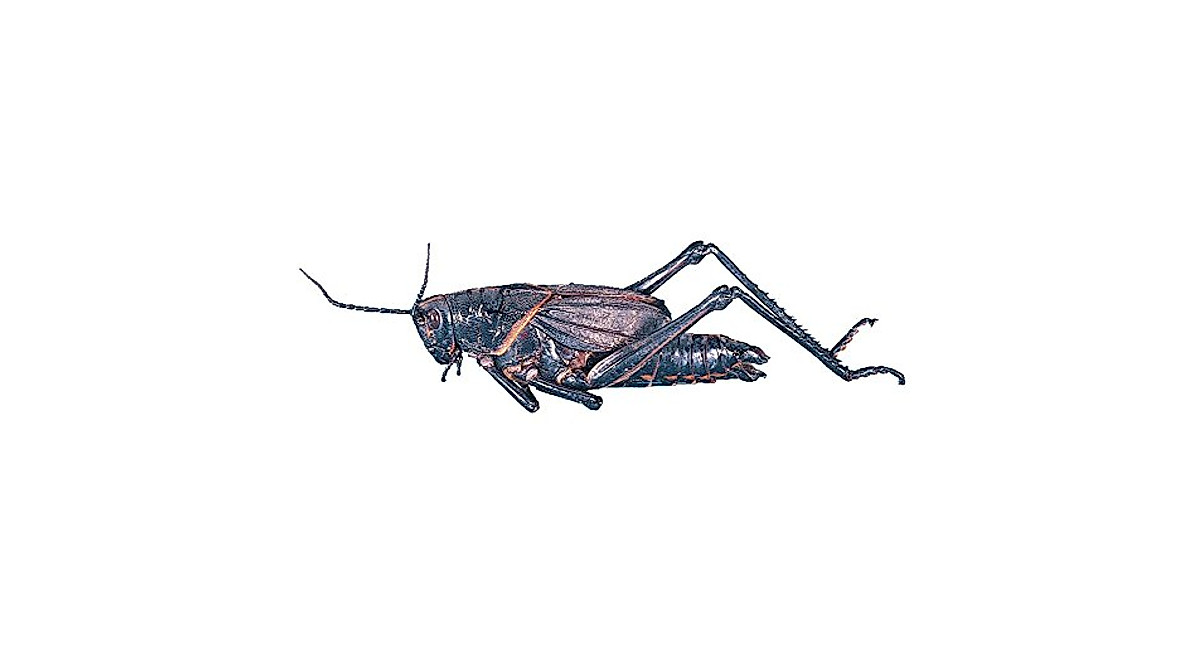 Grasshopper Dissection BioKit for Class of 30