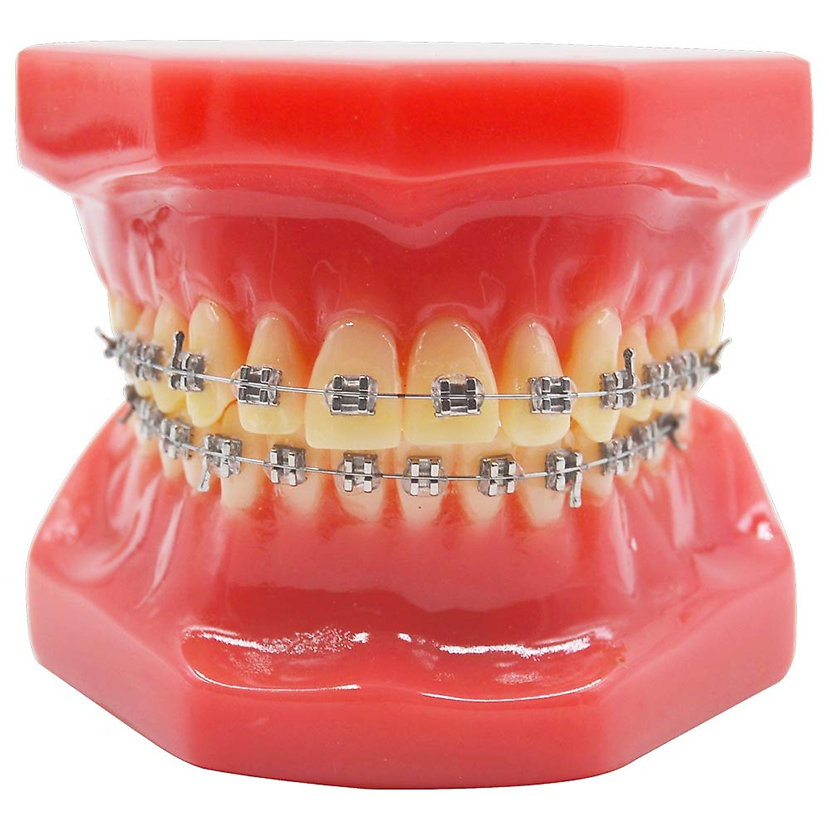 Dental Orthodontic Metal Brcket with Typodont Teeth Model