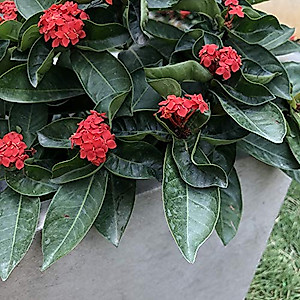 Kante 31.1" L Long Rectangular Concrete Planter, Large Outdoor Indoor Garden Pots with Drainage Hole and Rubber Plug, Weathered Concrete