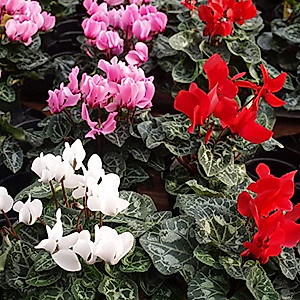 YEGAOL Garden 40Pcs Cyclamen Seeds Cyclamen Persicum Seeds Perennial GMO Free Primulaceae Sweet-Scented Flower Seeds Indoor Potted Plant