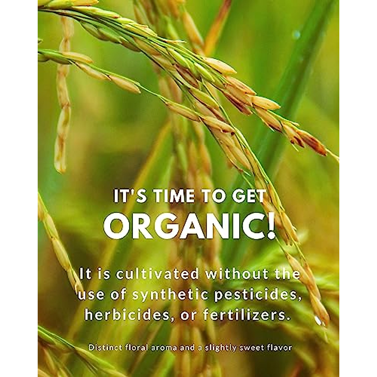 Organic Jasmine Brown Rice from Thailand - Thai Whole Grain Vegan Natural Healthy Superfood Gluten-free - 2 LB