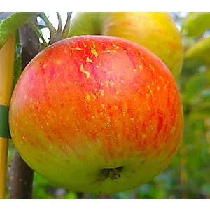 Common Apple Tree Seeds for Planting, 15+ Fruit Tree Seeds Per Packet, (Isla's Garden Seeds), 70-90% Germination in Good Conditions, Malus pumila, Botanical Name: Malus pumila, Great Home Garden Gift