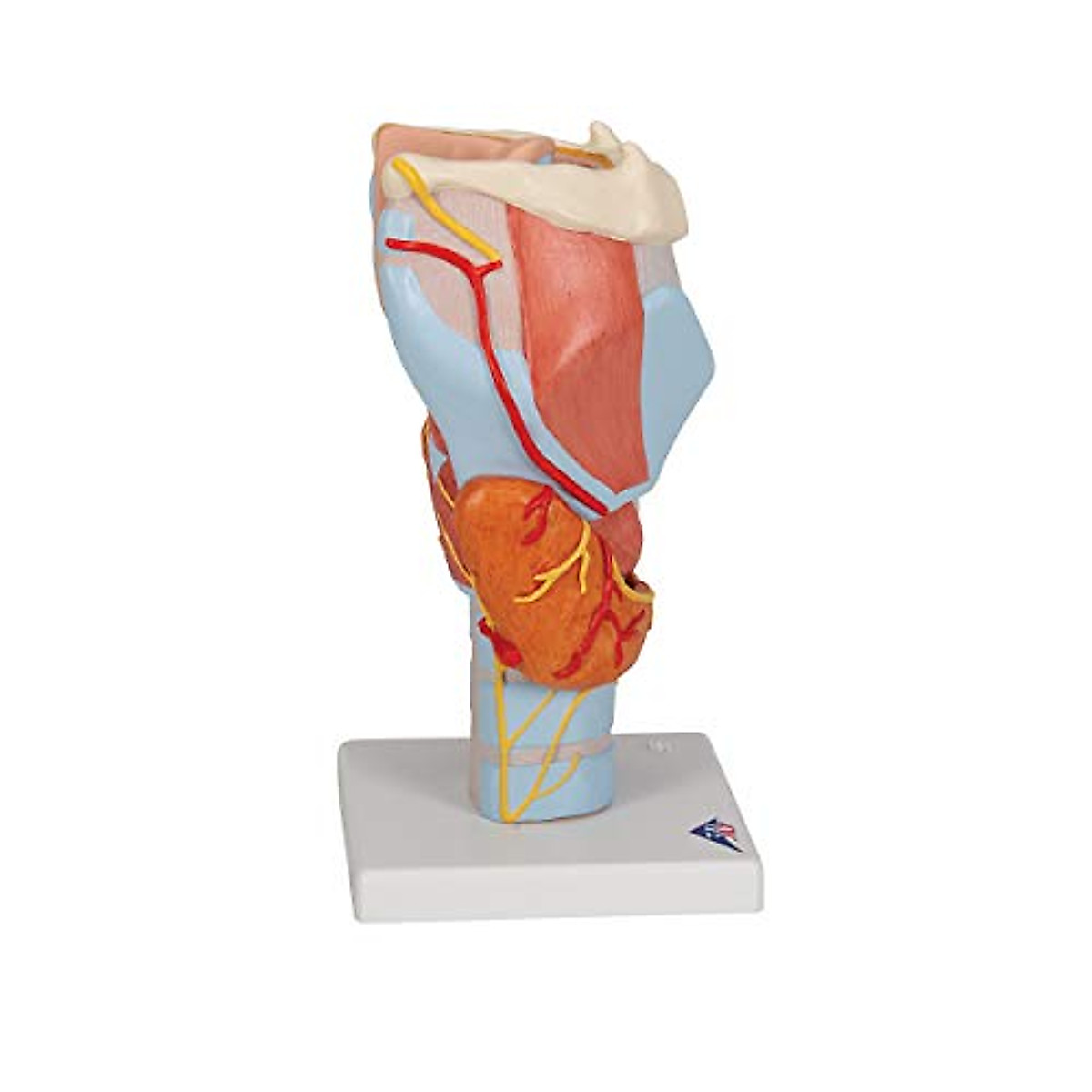 3B Scientific G21 Larynx 2x life size 7-part - 3B Smart Anatomy