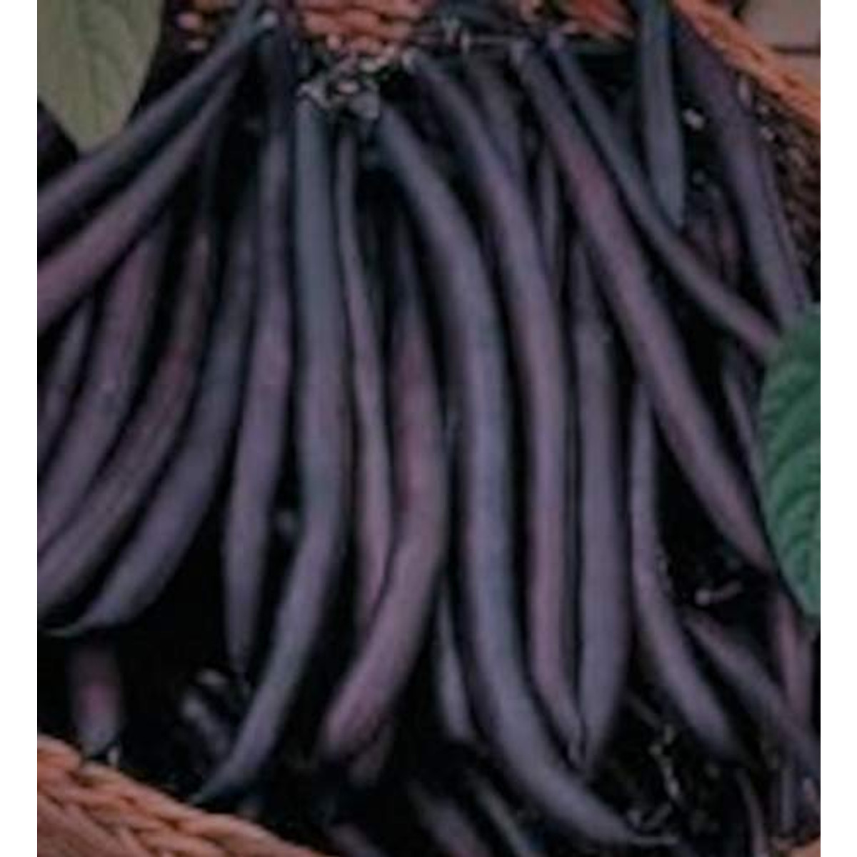PAPAW'S GARDEN SUPPLY LLC. Helping The Next Generation Grow! Purple Queen Heirloom Bush Green Bean Treated Seeds, Non-GMO, 1 Pack of 250 Vegetable Seeds