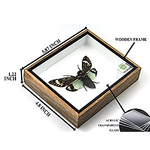 Real Exotic Cicada Opens Wings - Taxidermy Collection Framed in a Wooden Box As Pictured (Blue Wings, Wooden Box)