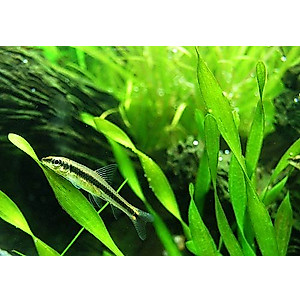 Greenpro Twisted Vallisneria Spiralis Torta Vallis | Americana Asiatica Val Potted Live Aquarium Water Plants Decorations Freshwater Fish Tank