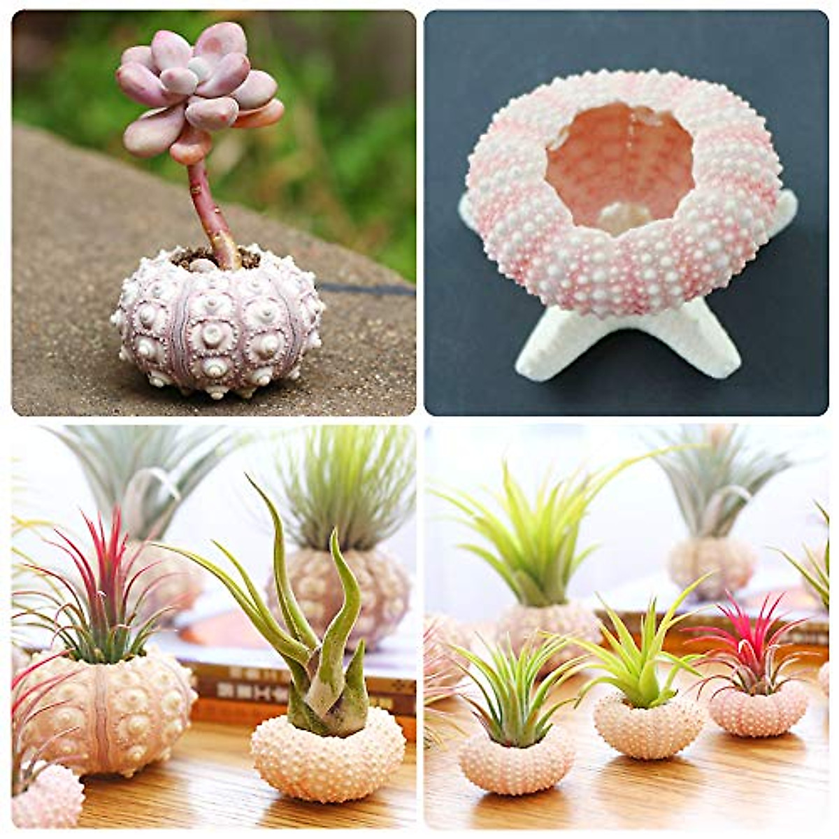 BUDDE 5 Pack Mini Sea Urchin Shell Hanging Pot-Air Plant Holder air Plant Hanging holdercute pots for succulentsin Cute Tillandsia Succulentwith Rustic Ropes