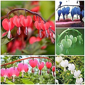 GARDENS 60 Pcs Mix Bleeding Heart Seeds for Planting Non-GMO Flower Seeds for Home Garden Decor Easy to Grow