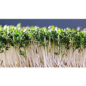 Gaea's Blessing Seeds - Curled Cress Seeds (3.0g) - Non-GMO Seeds with Easy to Follow Planting Instructions - Heirloom Garden Cress - Pepper Cress - 93% Germination Rate