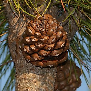 MySeeds.Co Brand - World of Pine Tree Seeds for Bonsai, Hobby, Landscape, EZ-PAC You Choose Color (Italian Stone Pine - 0.25 oz)