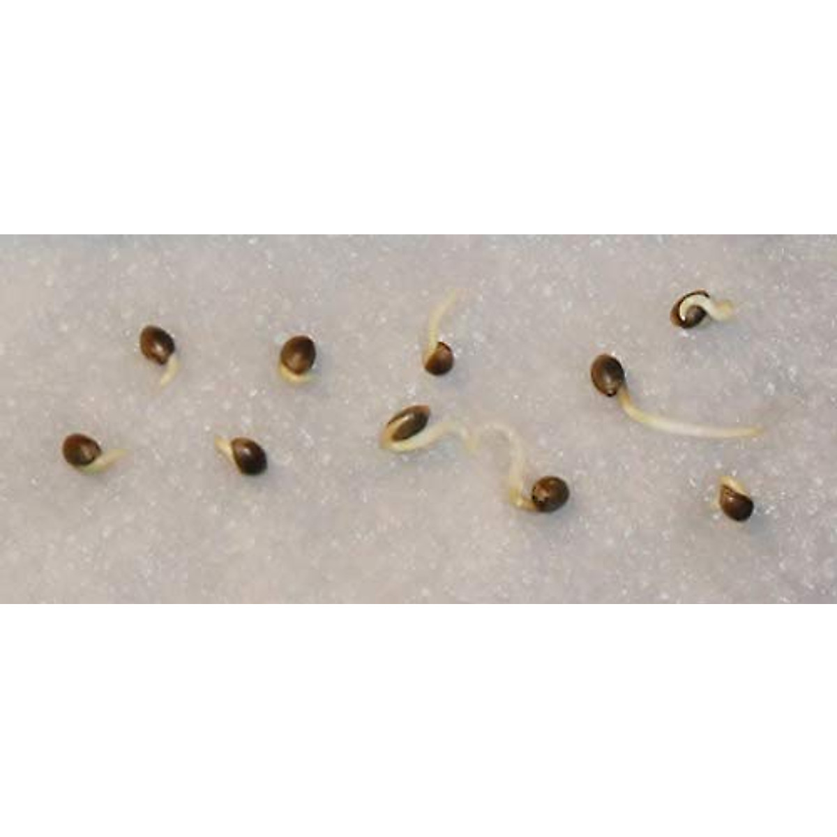 1087-Dwarf Honey Fig (Ficus carica) Seeds by Robsrareandgiantseeds UPC0764425786764 Non-GMO,Organic,Historic,Bonsai, 1087 Package of 5 Seeds