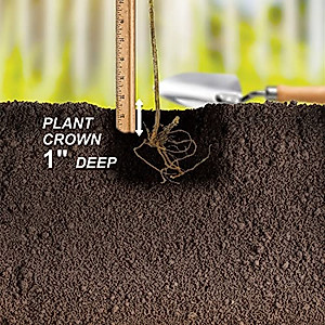 Bushel and Berry Raspberry Shortcake® Raspberry Bare Root for Planting, Non-GMO (Bag of 1)