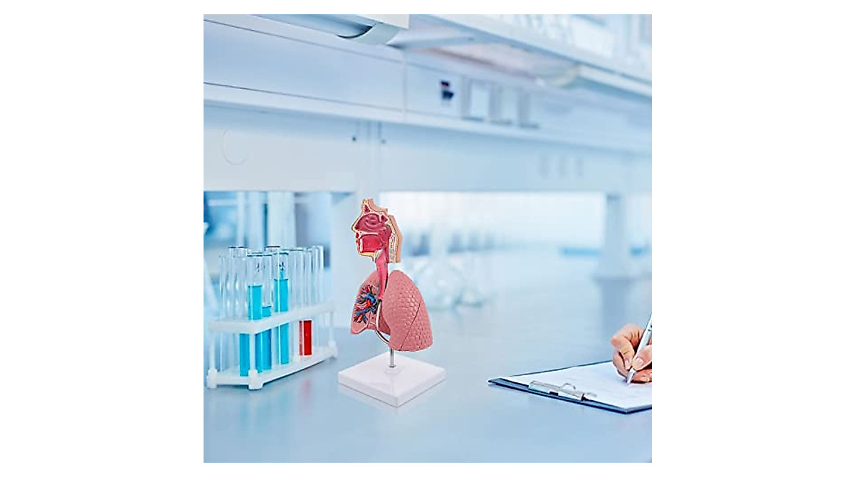 Realistic Respiratory Lung Model for Education & Training