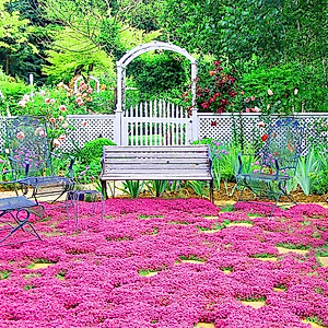 20000+ Red Creeping Thyme Seeds Ground Cover Plant Seeds Perennial- Non-GMO Heirloom Flower Creeping Thyme Seeds for Planting