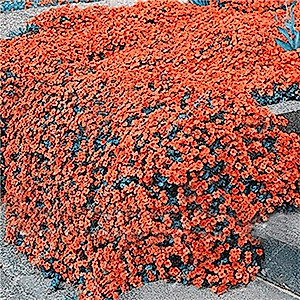 QAUZUY GARDEN 100 Orange Rock Cress Seeds Garden Creeping Thyme Perennial Flower Plant Seeds Showy Groundcover/Lawn Cover for Home Garden Easy to Grow