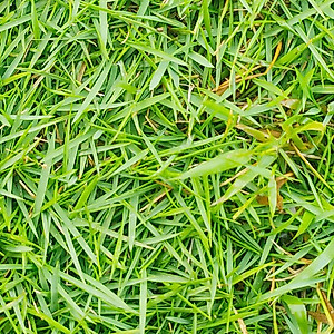 Zoysia Grass Warm-Season Grass Dense, Carpet-Like Growth, Fine Texture, and Overall Durability for Lawns, Golf Courses, and Other Landscape Applications 1/8 lb Grass Seeds by YEGAOL Garden