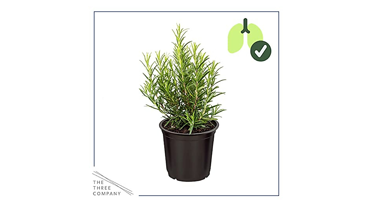 Live Rosemary Herb - Enhance Air Quality & Breathing