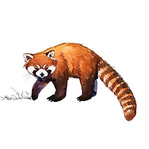 Large Red Panda Wall Decal Peel and Stick for Kids Bedroom Decor, Red Panda Wall Stickers, Red Panda Wall Art Poster, Red Panda Gifts for Kids Girls Boys