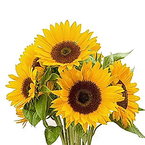 Dwarf Sunflower Seeds for Planting