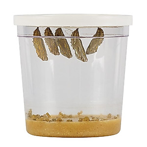 Insect Lore Cup of Caterpillars - Butterfly Kit Refill - Life Science & STEM Education