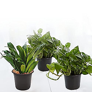 JERIA 50-Pack 0.5 Gallon Plastic Plant Nursery Pots, Seed Starting Pot Flower Plant Container