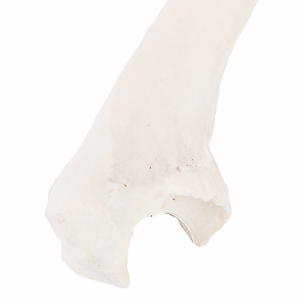 Axis Scientific Ulna Bone Model | Left | Cast from a Real Human Ulna Bone l Forearm Bone Model Has Realistic Texture and Important Bony Landmarks