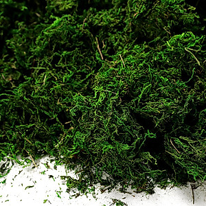Byher 92926 Preserved Forest Moss, Fresh Green (2OZ)