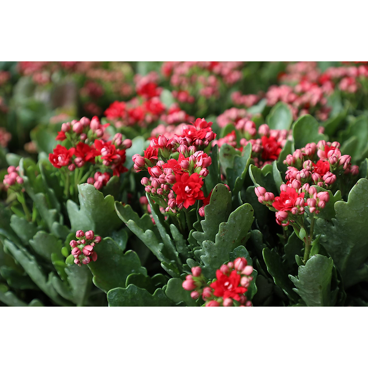 Kalanchoe Live Succulents Plants Live Flowers (3 Pack), Kalanchoe Plant Live Succulent Plants, Kalanchoe Plants Live Indoor Plants Live Houseplants, Fresh Flowers for Delivery Prime by Plants for Pets