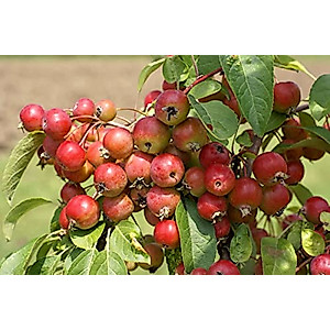 Sargent Crabapple Tree Live Plant 10-16" Tall DORMANT - Crab Apple Fruit - No Ship to CA, HI