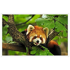 Ymqewq Red Panda Prints Wall Art Animal Canvas Pictures Photography Poster Print Kids Room Decor Unframed13 x8