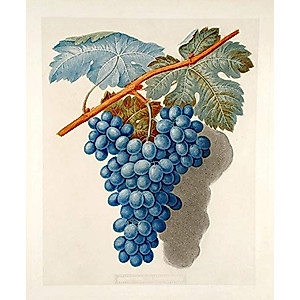 [Grapes] Black Marocco (Morocco Grape)