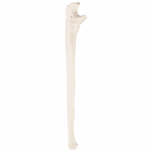 Axis Scientific Ulna Bone Model | Left | Cast from a Real Human Ulna Bone l Forearm Bone Model Has Realistic Texture and Important Bony Landmarks