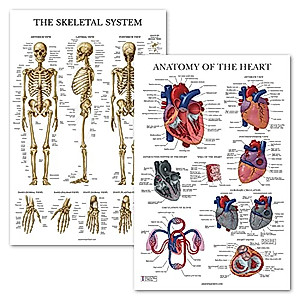 2 Pack - Skeletal System Anatomical Poster + Heart Anatomy Chart - Laminated