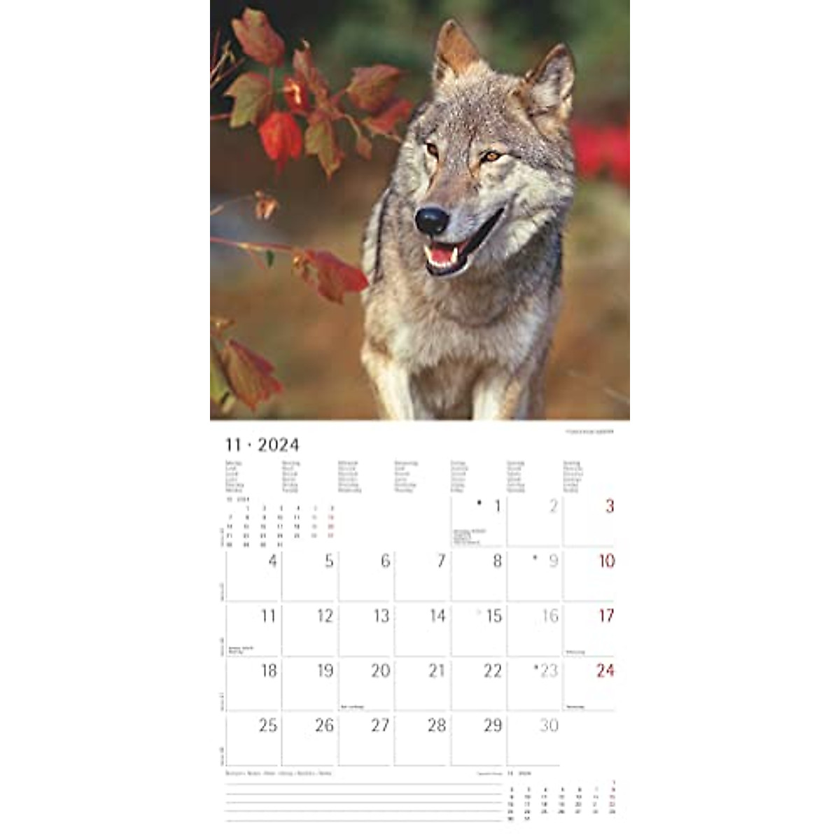 Wolves 2024 Brochure Calendar 30 x 30 cm (30 x 60 Open) Calendar with Space for Notes Wolves Picture Calendar Wall Planner Alpha Edition