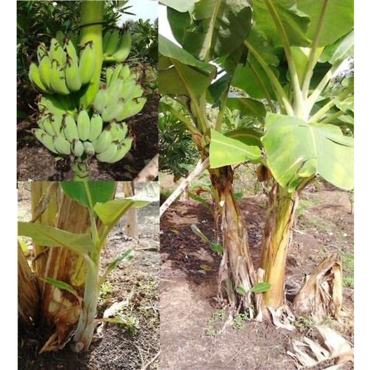 15 Banana Tree Seeds - 15 Seeds (Musa acuminata SSP. acuminata) - Pack of 15 Rare and Viable Seeds - QO Seeds