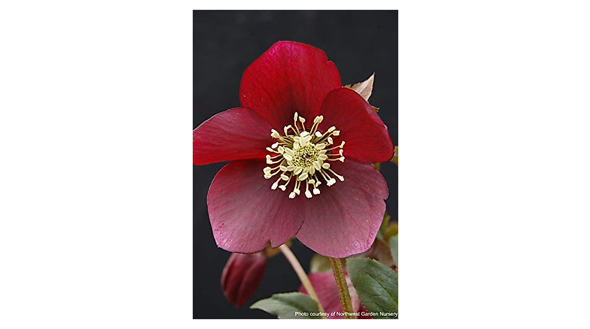 Perennial Farm Marketplace Helleborus x W.J. 'Ruby Wine' (Lenten Rose ...