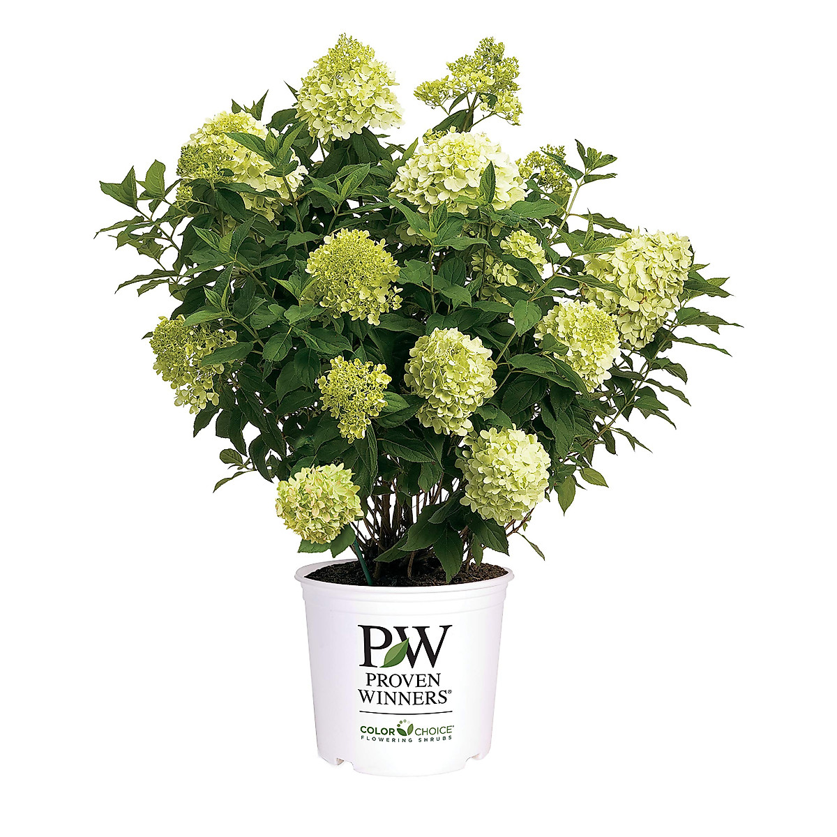 2 Gal. Limelight Prime Hydrangea Shrub, Green to Pink blooms